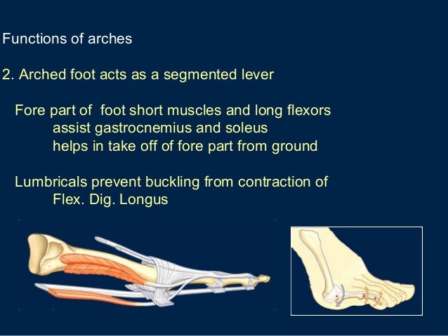 Structure And Function Of The Ankle And Foot