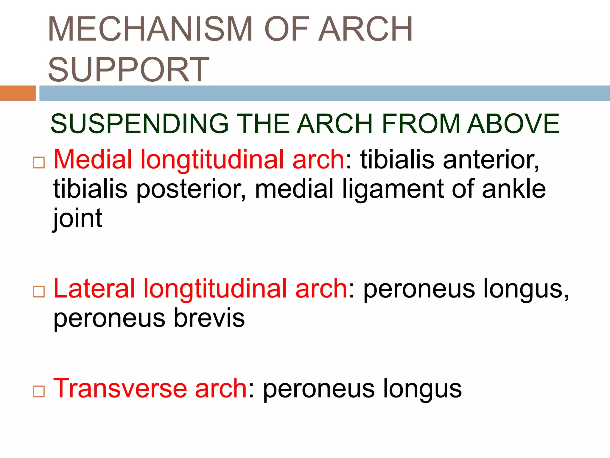 Arches of foot | PPTX