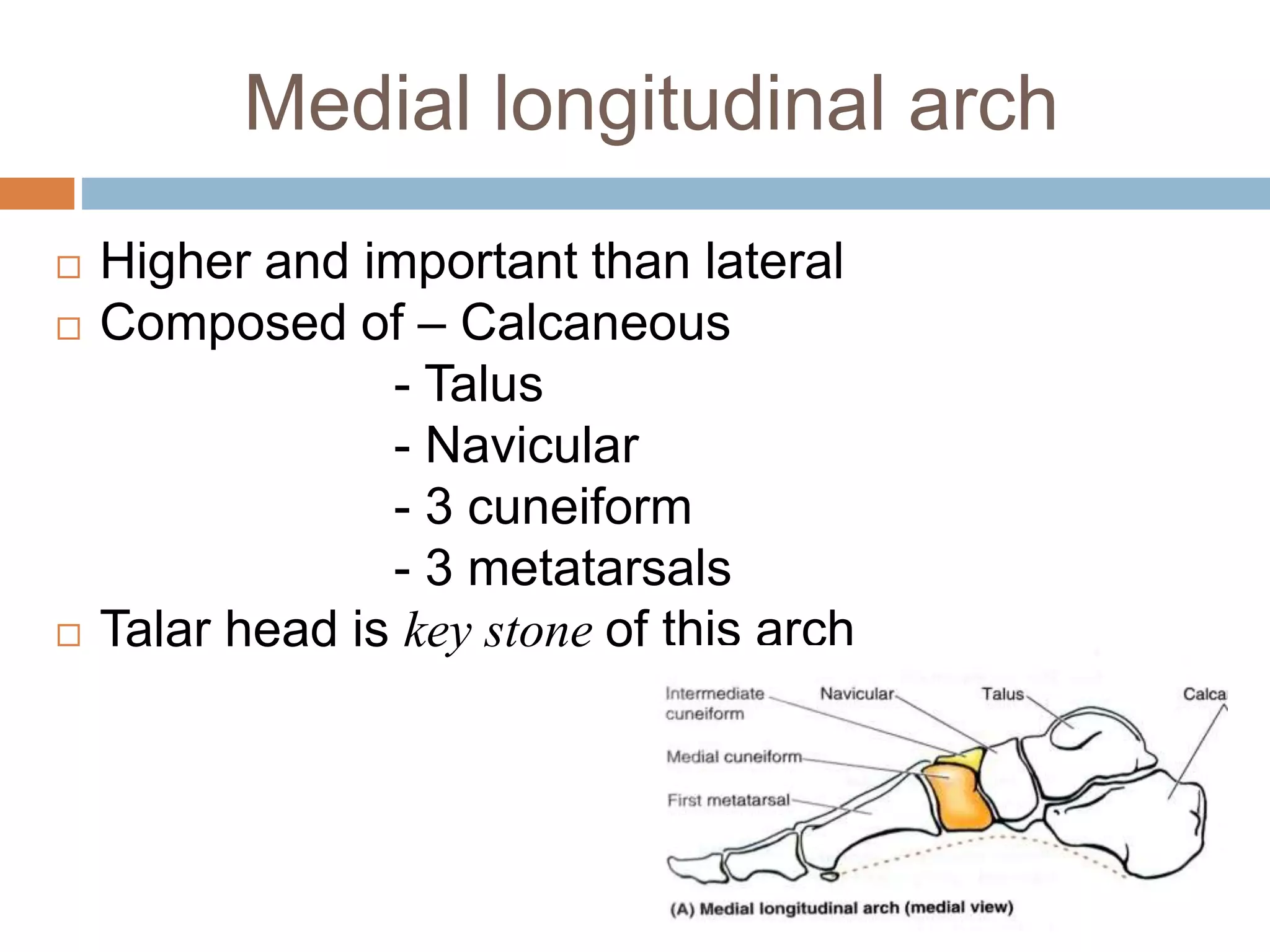 Arches of foot | PPTX