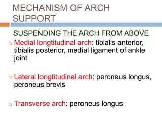 Arches of foot | PPTX