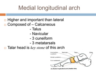 Arches of foot | PPTX
