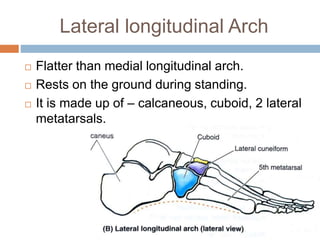 Arches of foot | PPTX