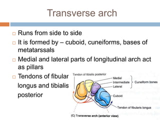 Arches of foot | PPTX