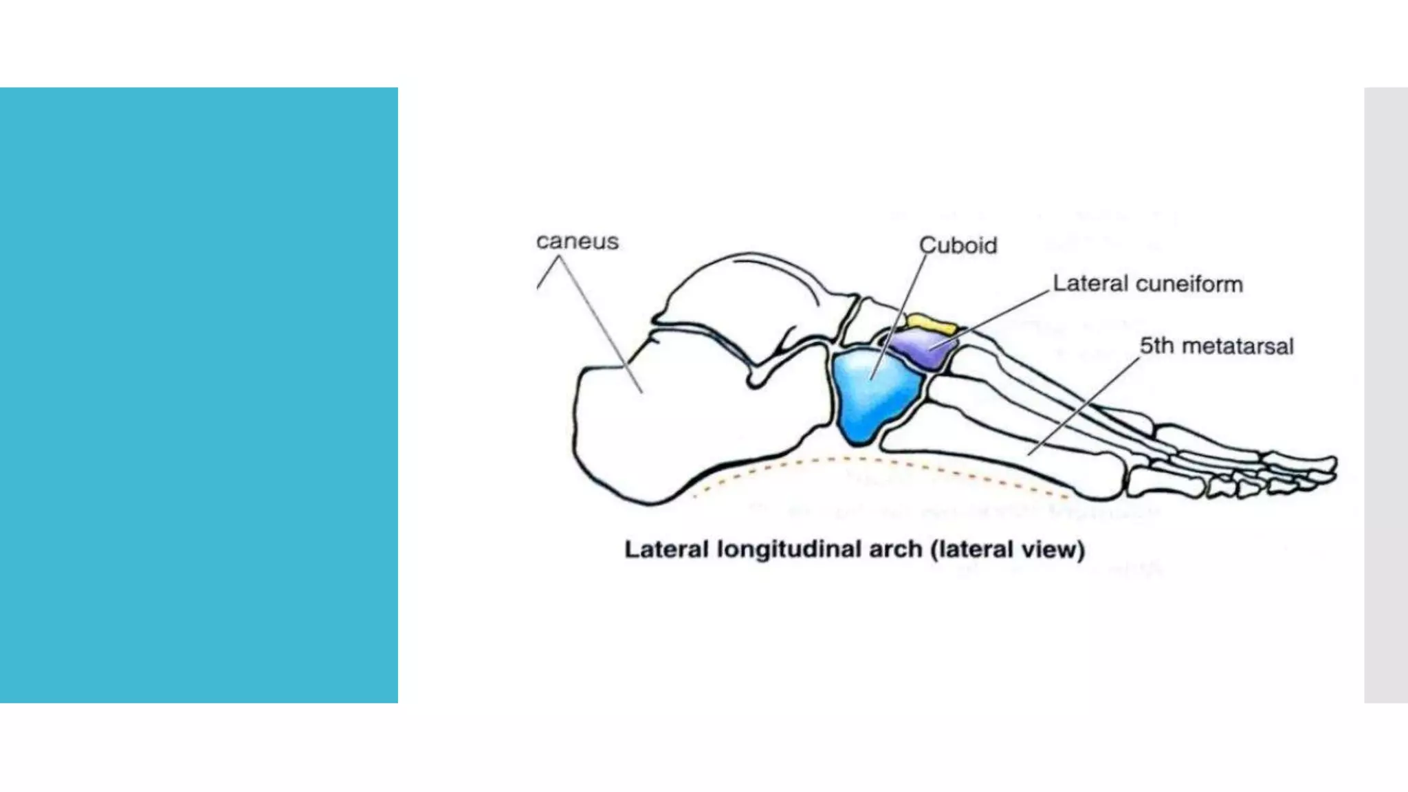 Arches of foot | PPTX