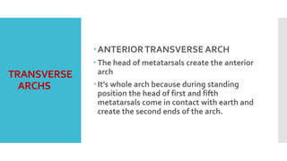 Arches of foot | PPTX