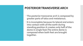 Arches of foot | PPTX