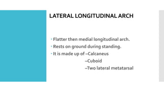 Arches of foot | PPTX