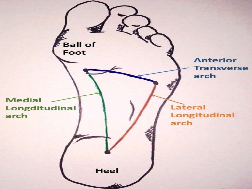 Arches of Foot.pptx