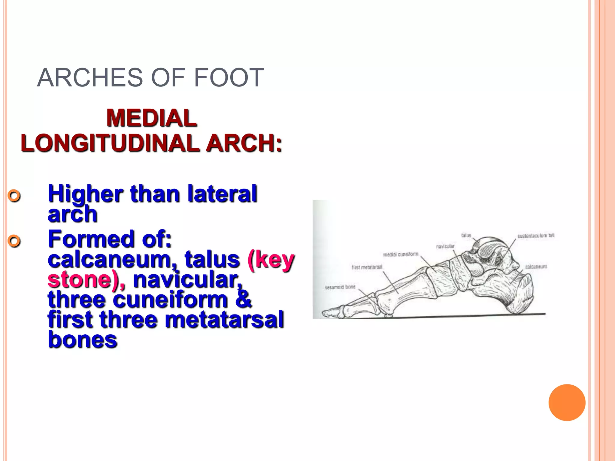 arches_of_foot.ppt