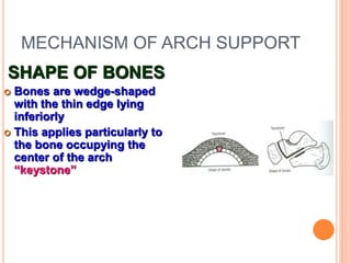 arches_of_foot.ppt