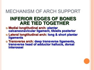 arches_of_foot.ppt