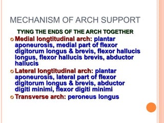 arches_of_foot.ppt
