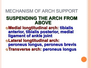 arches_of_foot.ppt