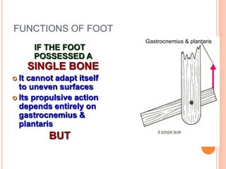 arches_of_foot.ppt