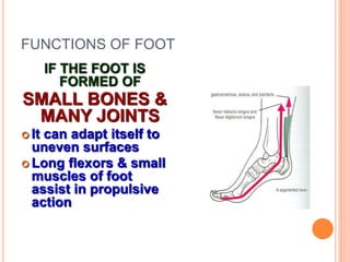 arches_of_foot.ppt