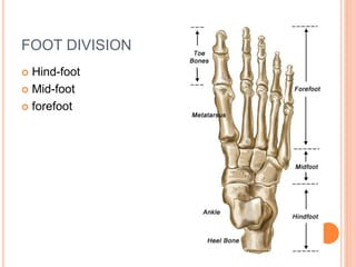 arches_of_foot.ppt