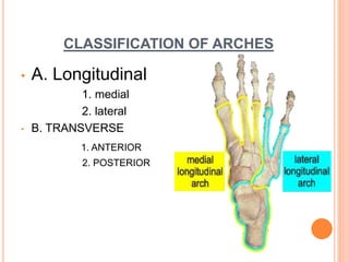 arches_of_foot.ppt