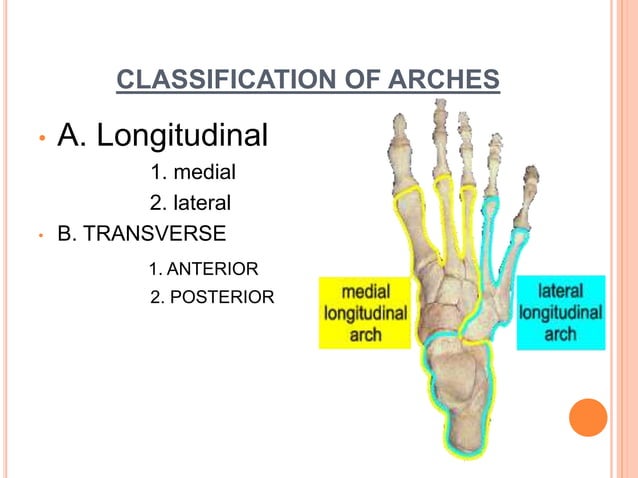 arches_of_foot.ppt