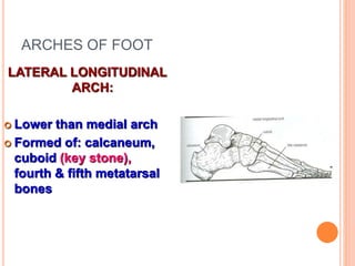 arches_of_foot.ppt