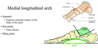 arches of foot.pptx