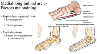 arches of foot.pptx