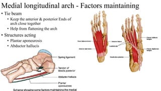 arches of foot.pptx