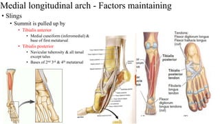 arches of foot.pptx