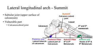 arches of foot.pptx