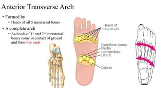 arches of foot.pptx