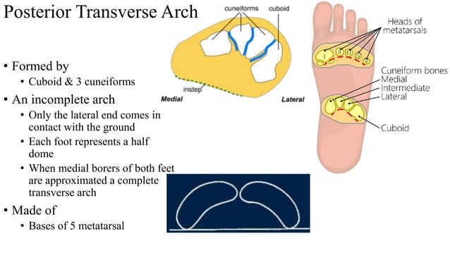 arches of foot.pptx