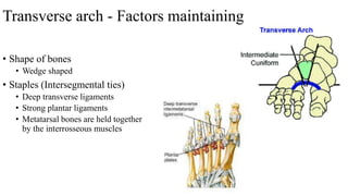 arches of foot.pptx