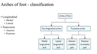 arches of foot.pptx