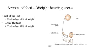 arches of foot.pptx