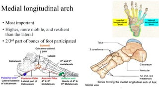 arches of foot.pptx