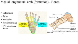 arches of foot.pptx