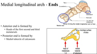arches of foot.pptx