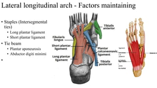 The Arches Of The Foot Longitudinal Transverse, 53% OFF