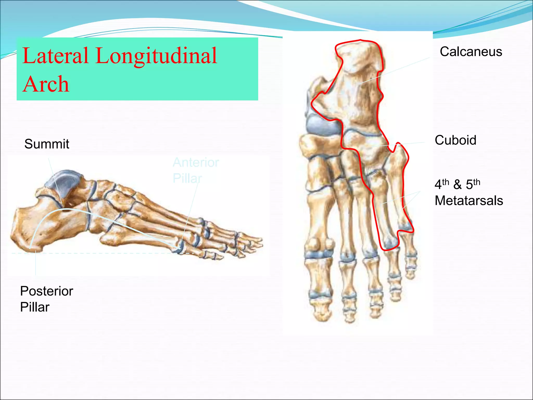 Arches of foot.ppt