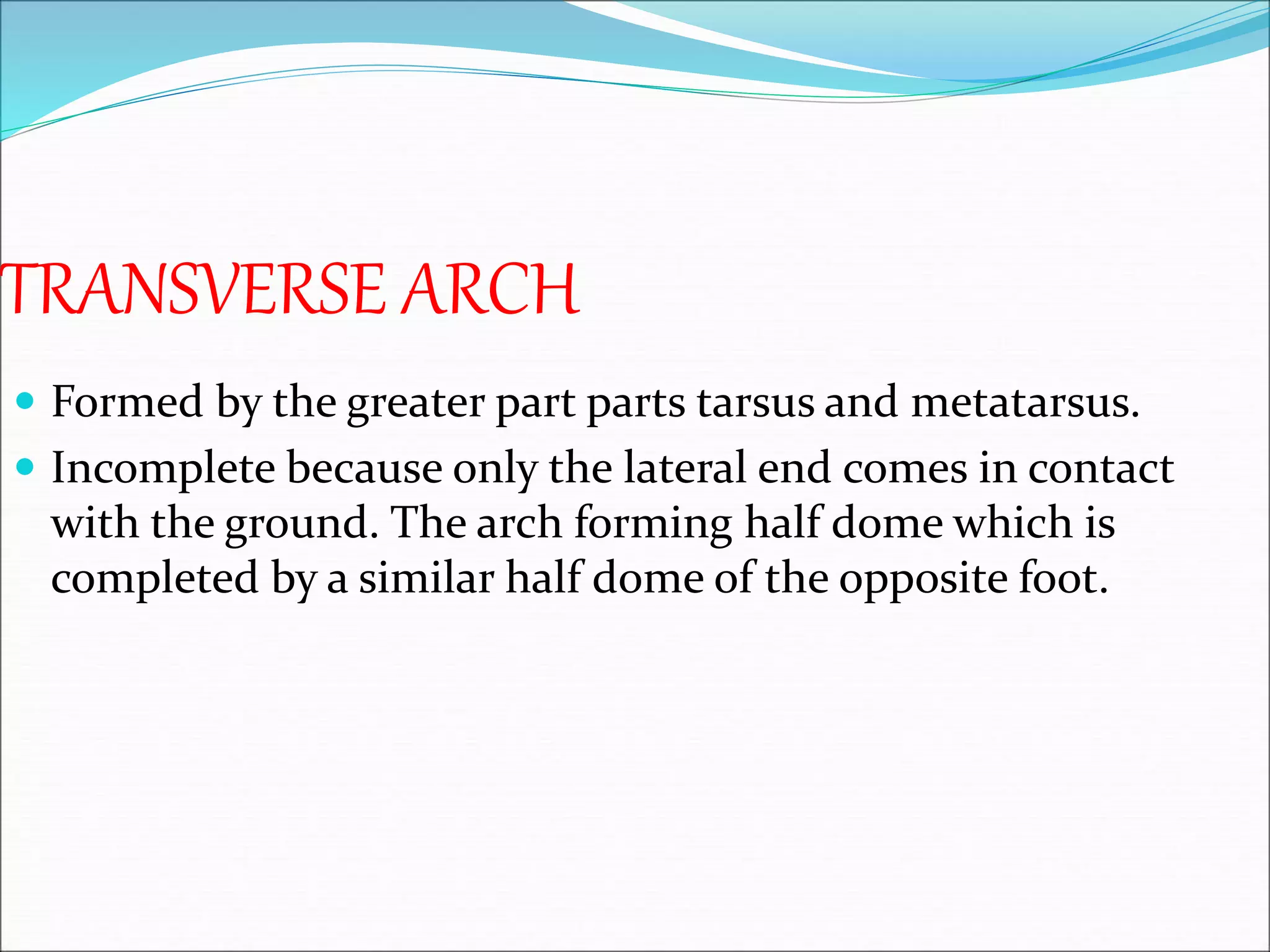 Arches of foot.ppt