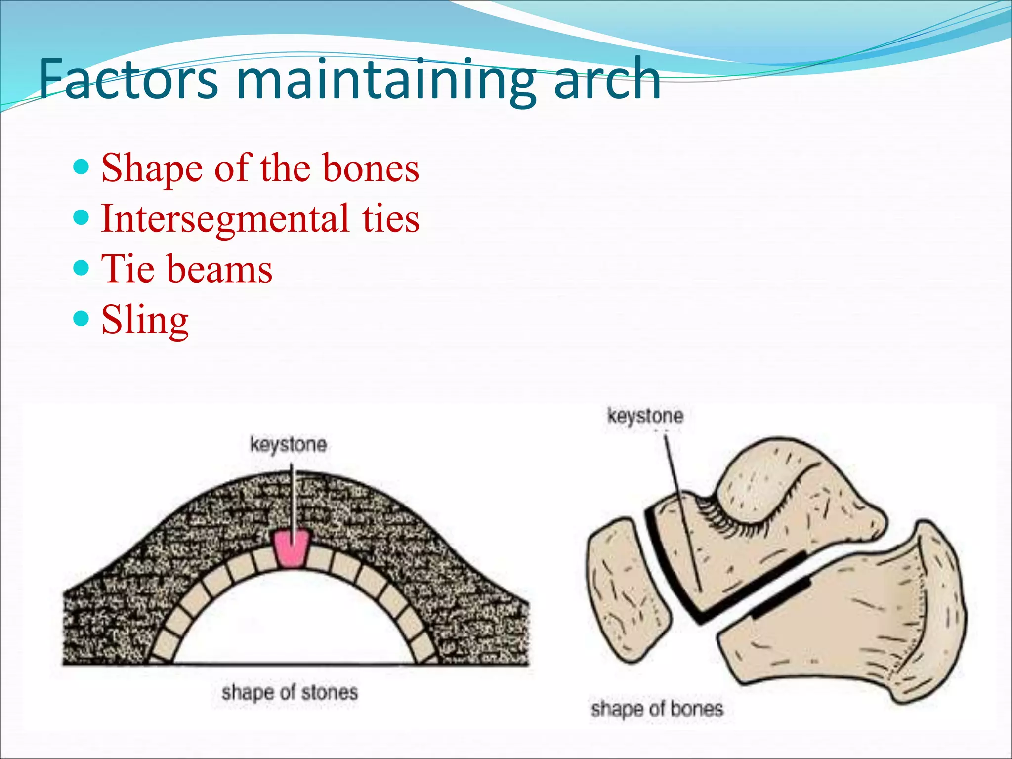 Arches of foot.ppt