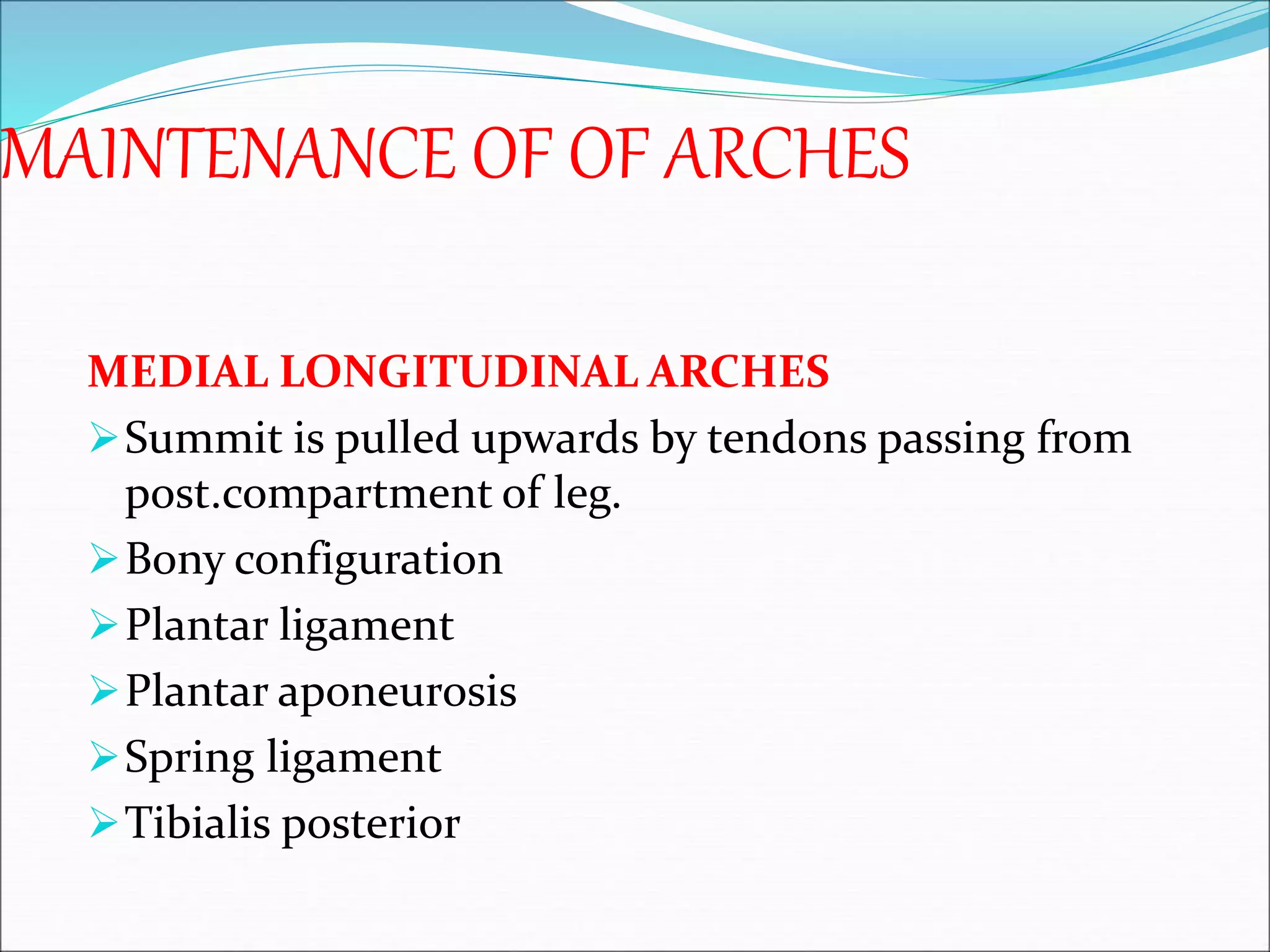 Arches of foot.ppt
