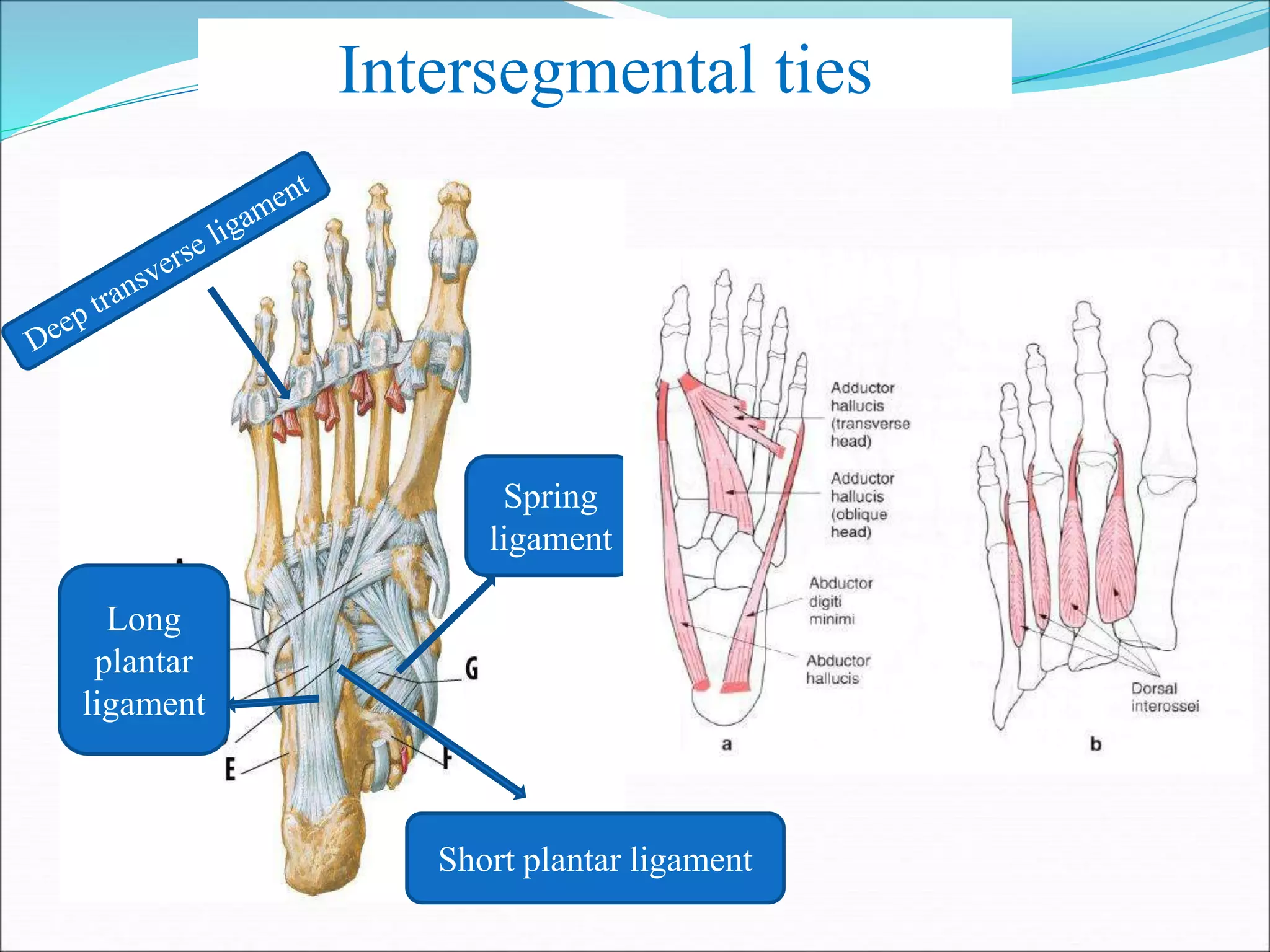 Arches of foot.ppt