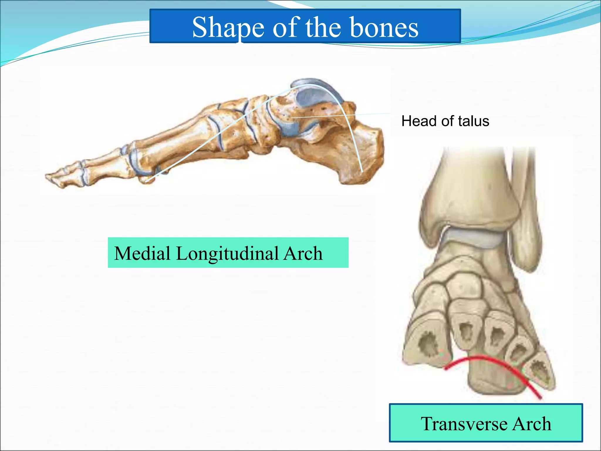 Arches of foot.ppt