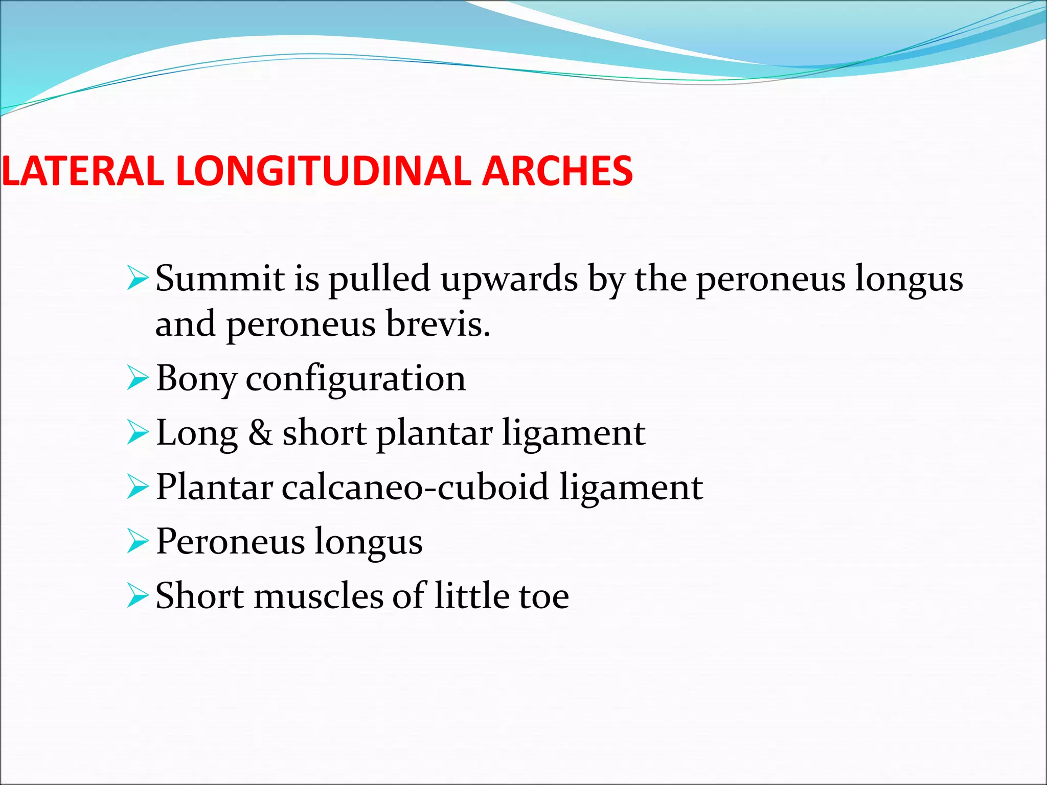 Arches of foot.ppt