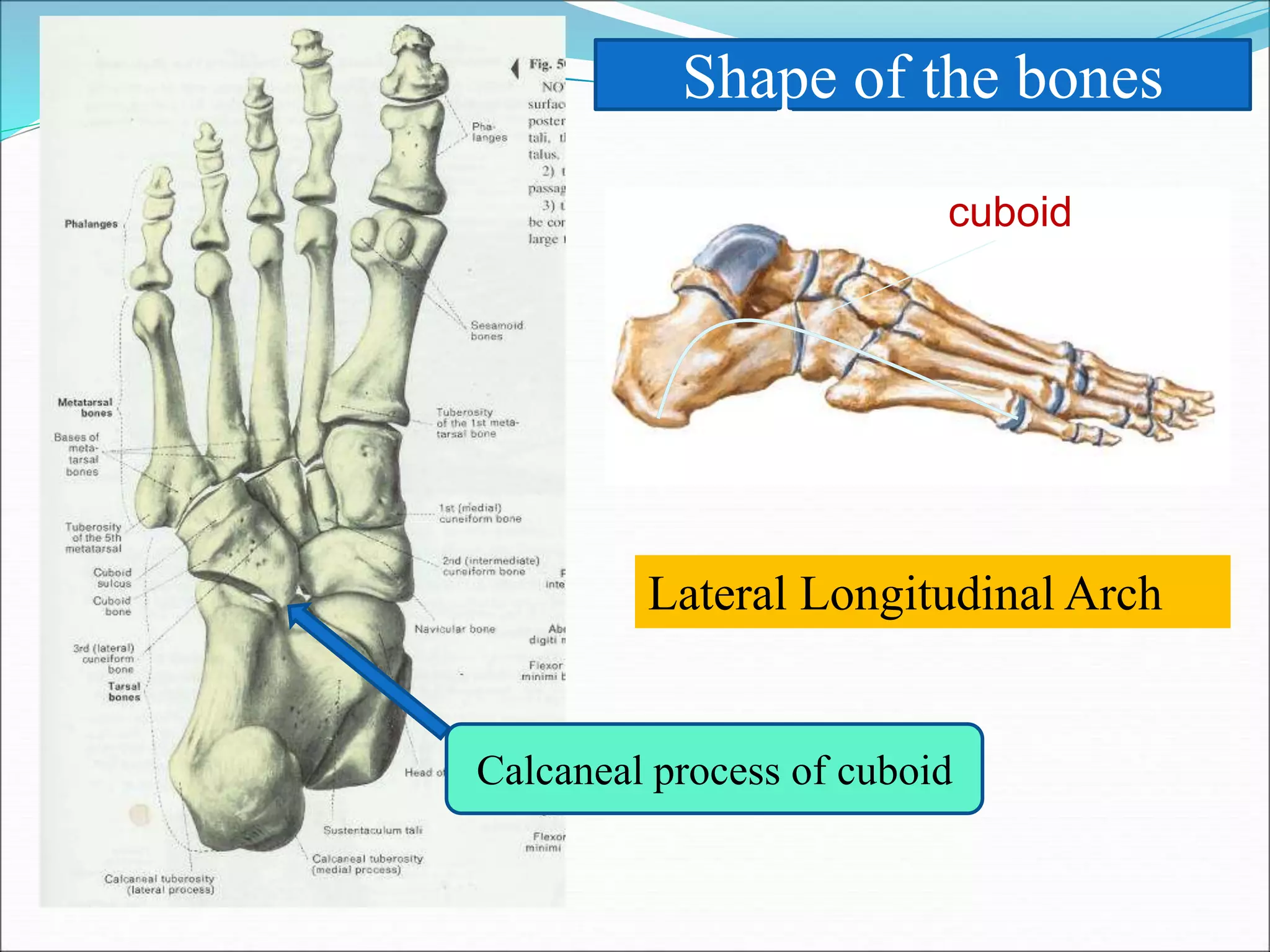 Arches of foot.ppt
