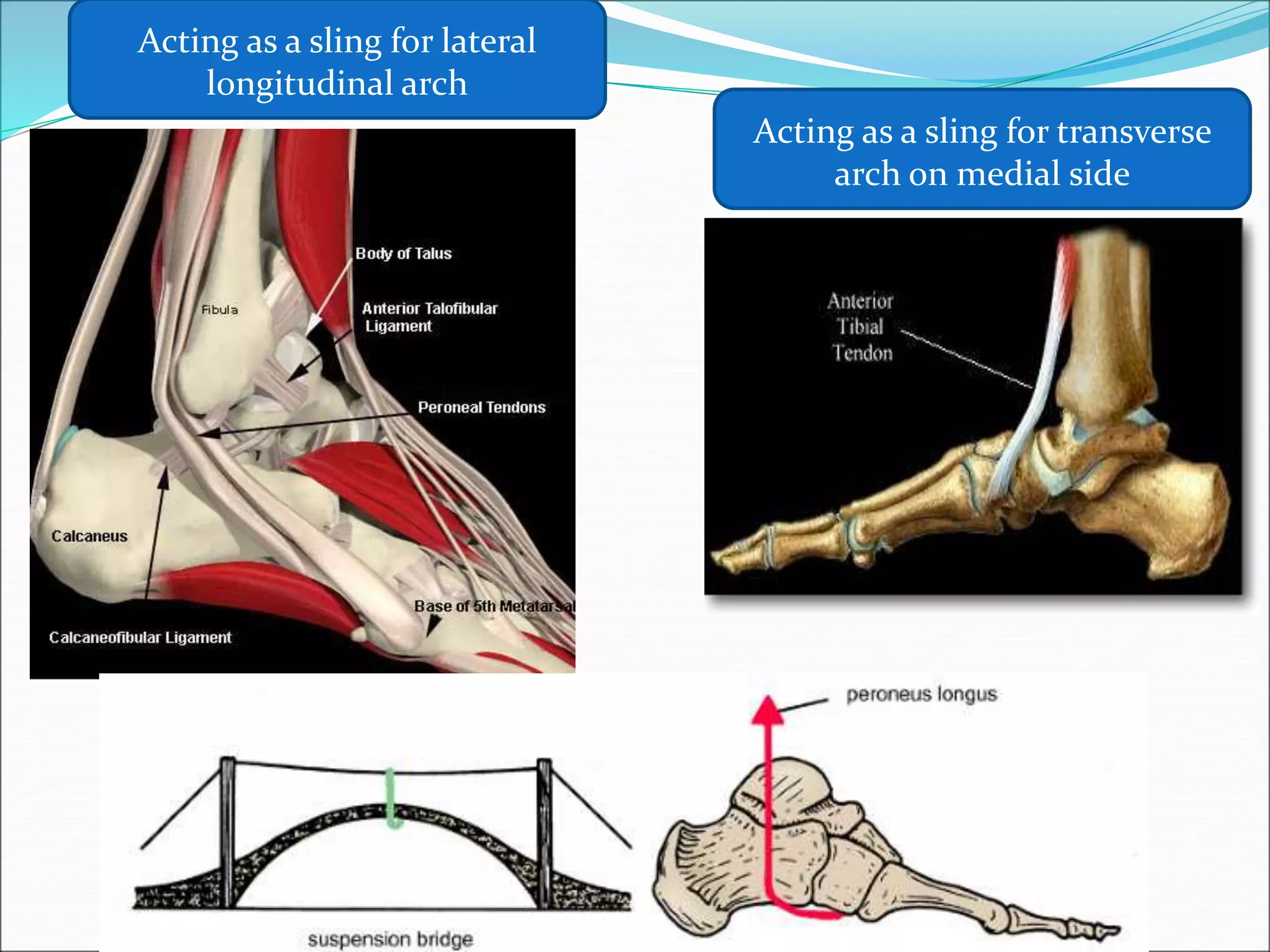 Arches of foot.ppt