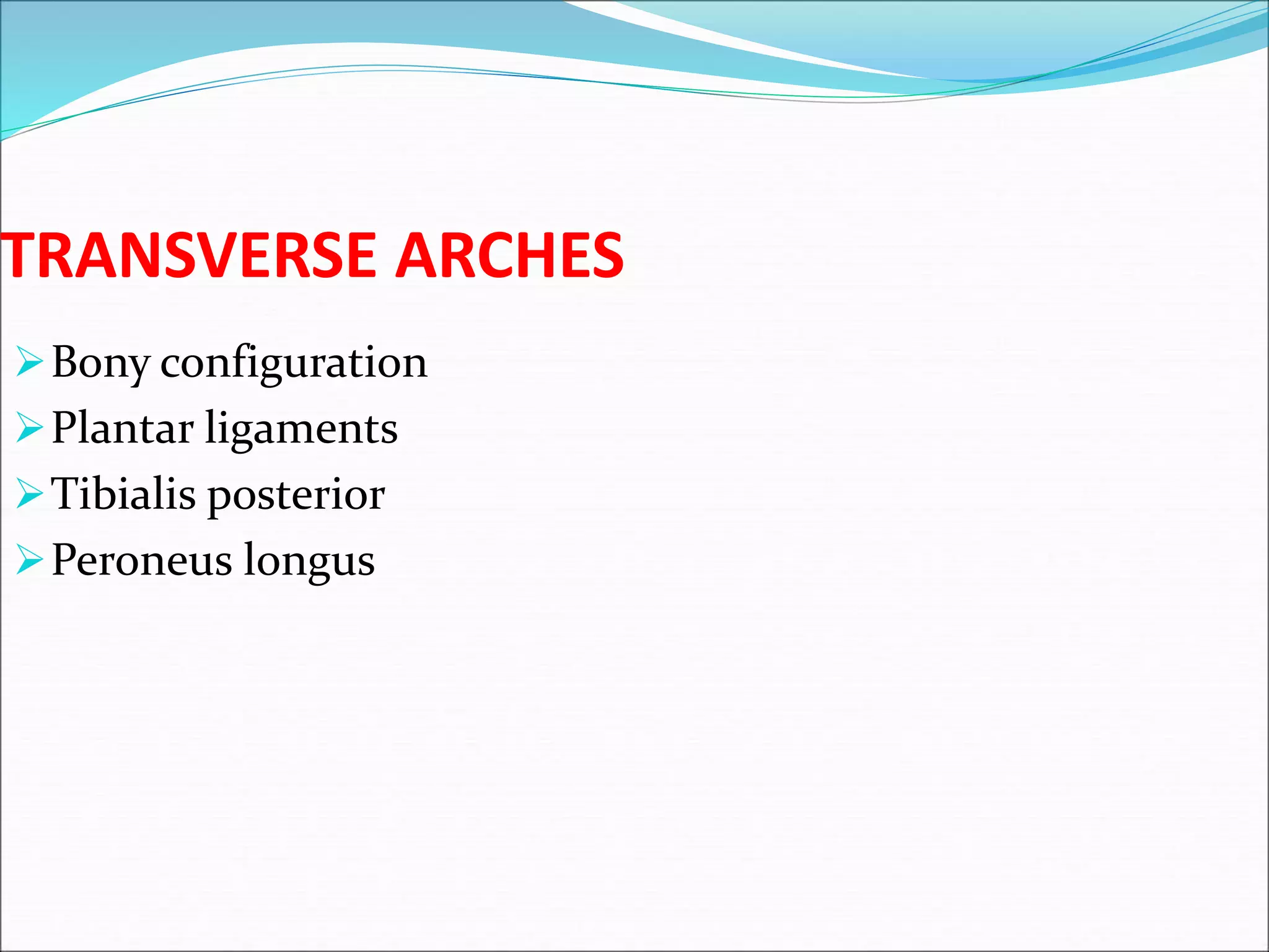 Arches of foot.ppt