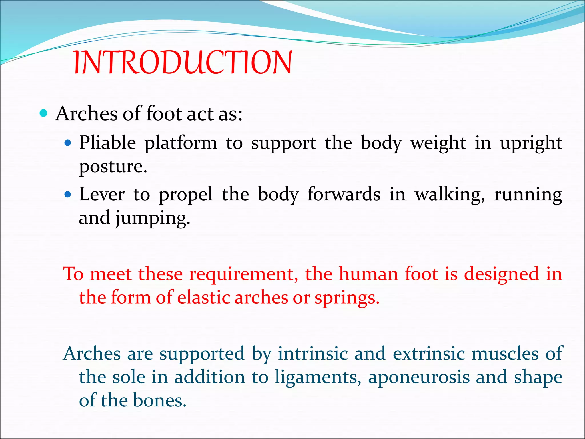 Arches of foot.ppt