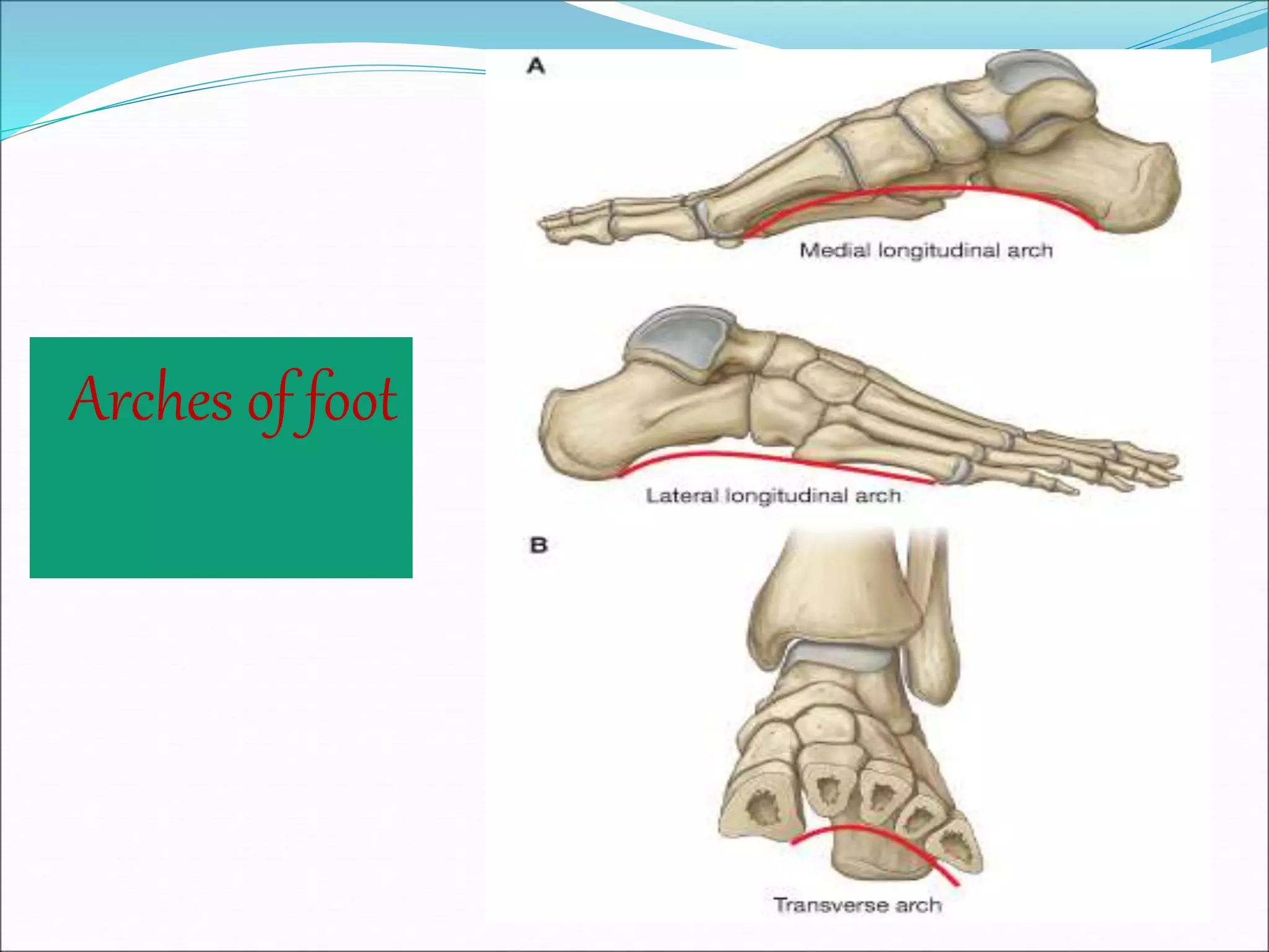 Arches of foot.ppt