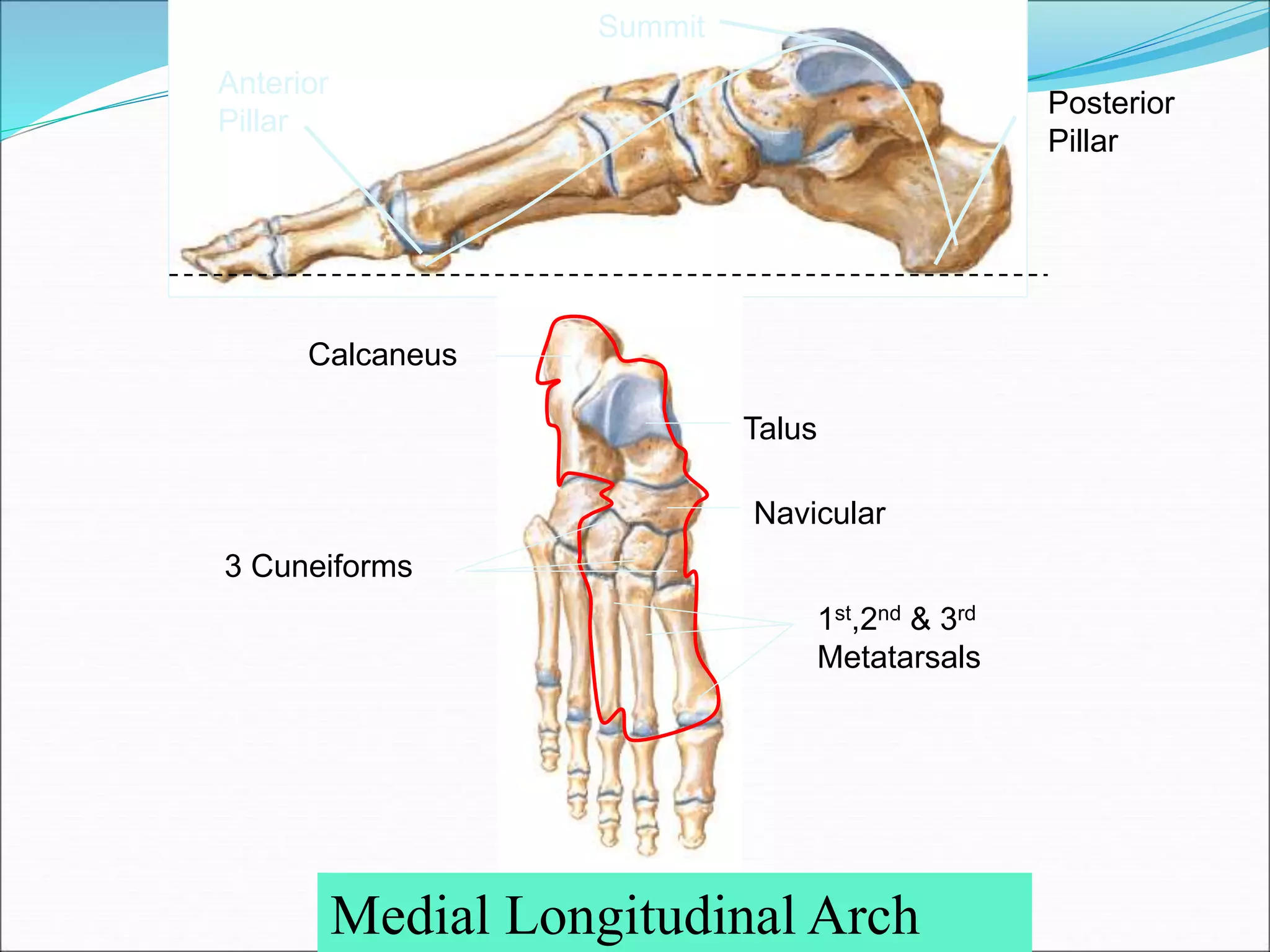 Arches of foot.ppt